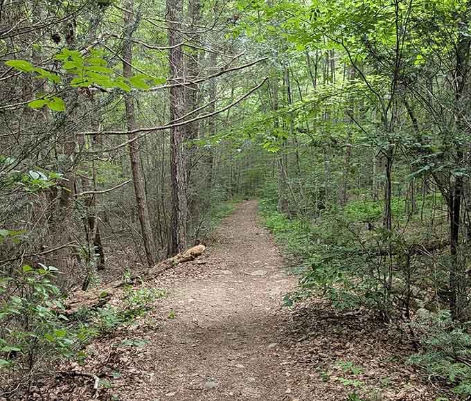 A trail that winds quietly through the trees, asking nothing of you except that you keep walking forward.