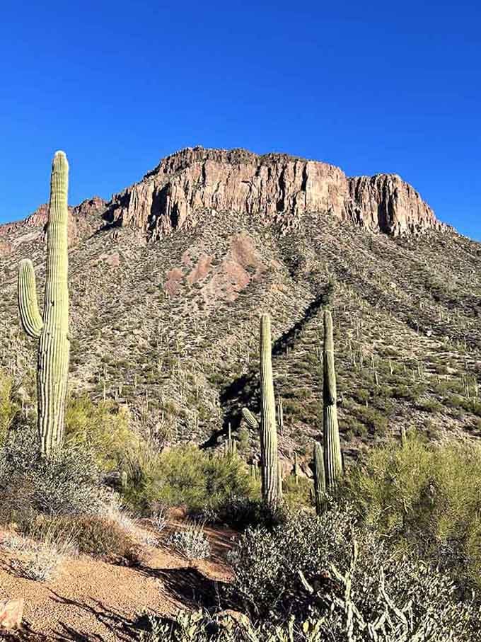 Saguaros standing guard over ancient cliffs like they're protecting Arizona's most spectacular secret swimming spot.