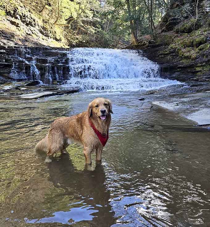 Even the dogs at Salt Springs know a good waterfall when they see one. Look at that smile.