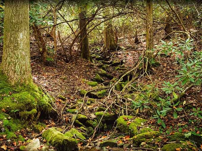 Moss-covered rocks and tangled roots line the path, reminding you that this forest has been here doing its thing forever.