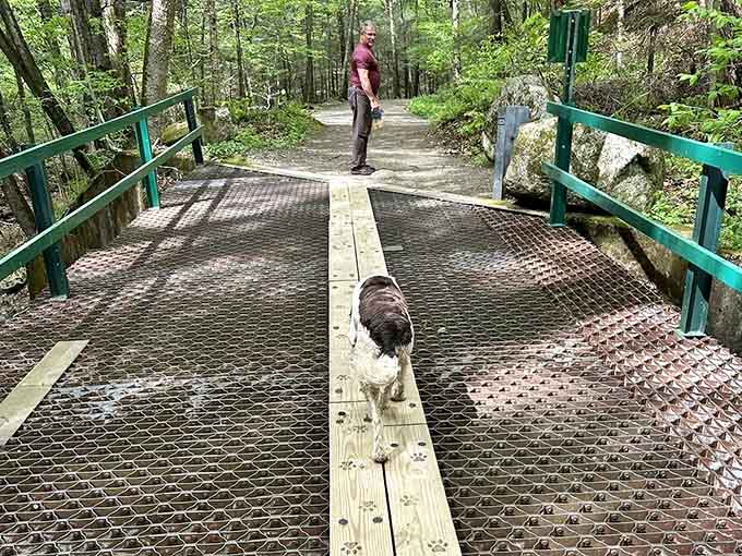 A sturdy bridge, a curious dog, and a forest path ahead. This is a good day by any measure.