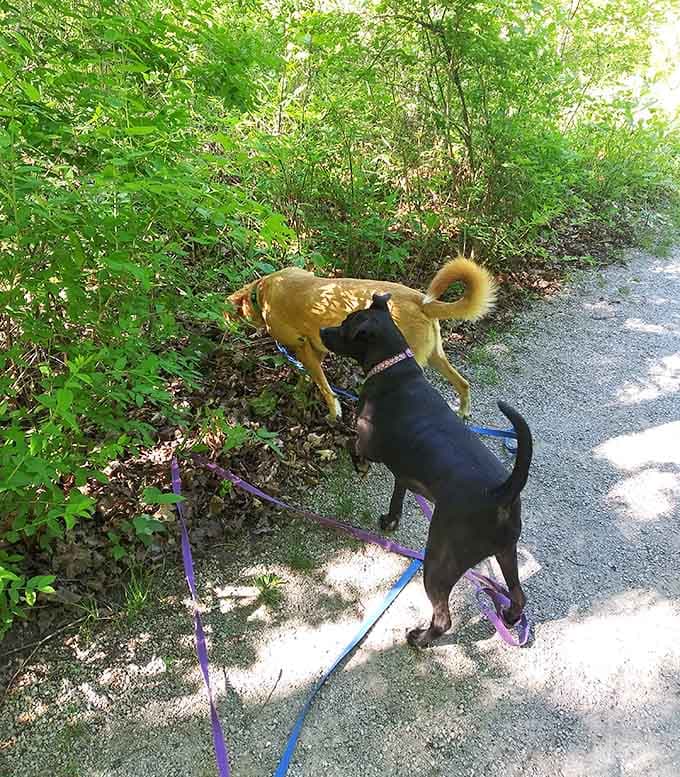 Even the dogs know this trail is worth sniffing out, tails up and fully committed to the adventure.