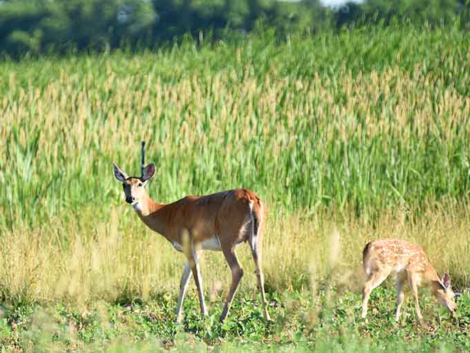 A doe and her spotted fawn graze peacefully beside tall reeds, completely unbothered by the world.