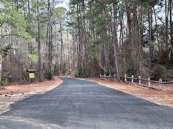 A smooth road curving into the trees at Singletary Lake State Park. The forest is already waiting. Just keep driving.