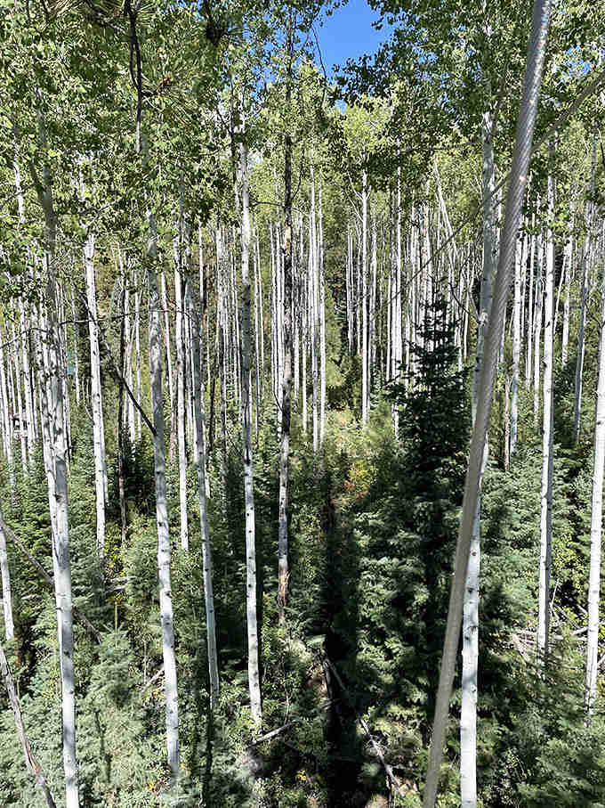 Aspen groves that look like nature's own cathedral, best viewed while zipping past at questionable speeds overhead.