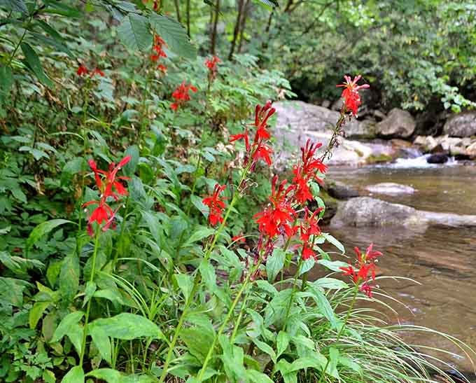 Cardinal flowers along the creek bank, bright red and unapologetic, proof that wildness has excellent taste.