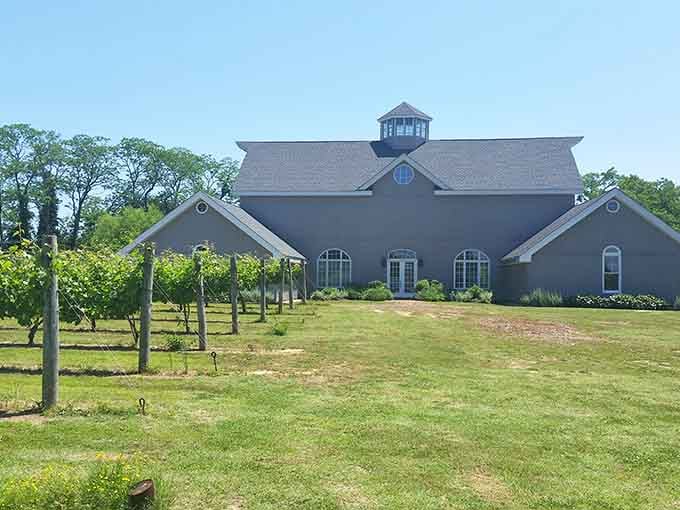 Grapevines stretching toward a blue sky at Cascia Vineyards. Maryland wine country is more real than you thought.