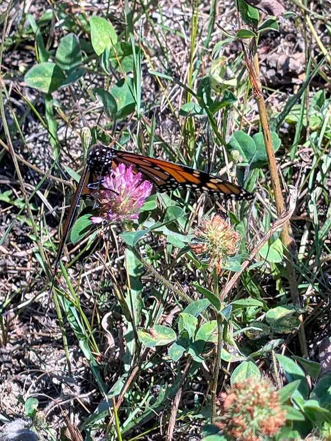 Butterflies living their best life on wildflowers, completely unbothered by your Monday morning stress levels back home.