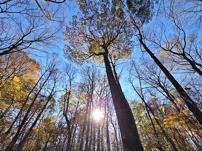 Look up. Seriously, just look up. These trees have been reaching for the sky longer than any of us.