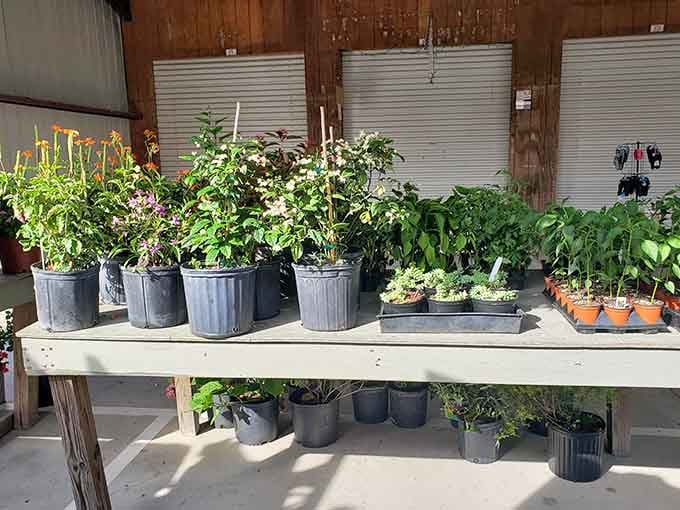 Potted flowering plants and leafy green shrubs lined up on a wooden bench, your garden just called and it wants you to visit immediately.