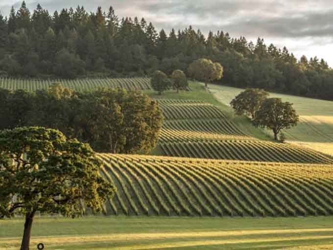 Vineyard rows climbing toward the tree line, orderly and beautiful, like nature decided to show off a little.