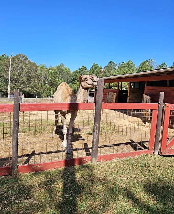 This camel is leaning over the red fence with a grin that says he's heard every hump day joke already.