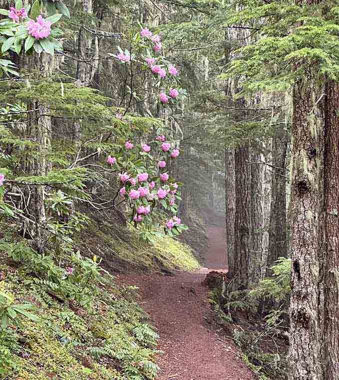 Pacific rhododendrons blooming along the trail in spring. Nature decided to decorate, and it did not hold back.