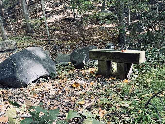 A solitary stone bench sits quietly among the trees, waiting for someone who actually needs a moment to think things through.
