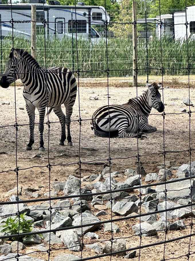 Zebras in South Georgia, looking impossibly cool and completely unbothered by the whole situation around them.