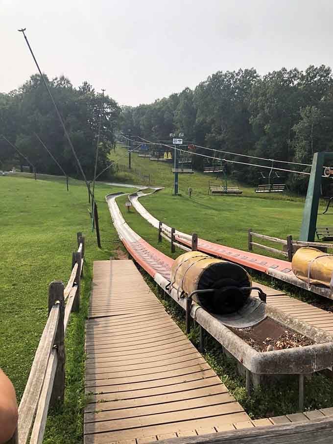 The alpine slide tracks snake down the mountain like concrete rivers of questionable decision-making and pure joy.