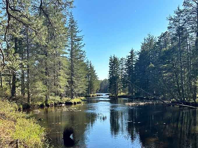 Tea-colored water reflects towering pines in the Pinelands, creating a mirror image that's almost too perfect.