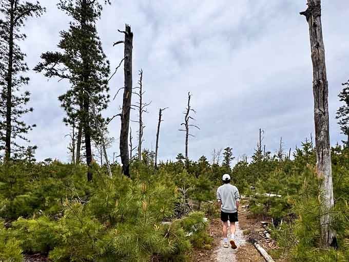 Young pines reclaim this landscape beneath skeletal trees, proving nature always gets the last word eventually.