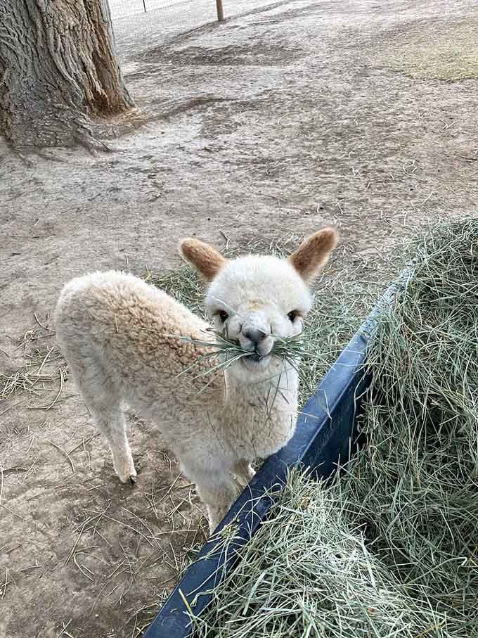 This white alpaca munching grass looks like it's contemplating life's mysteries or possibly just planning its next meal.