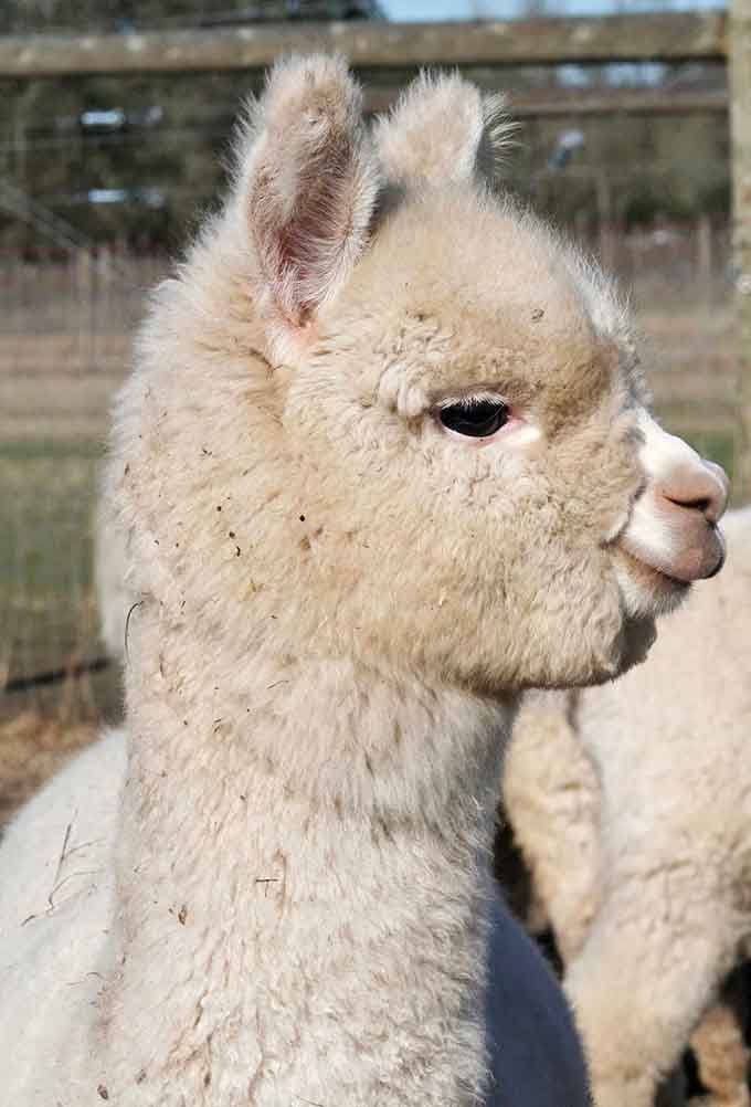 That profile shot captures the regal bearing alpacas somehow maintain despite looking absolutely ridiculous and wonderful.