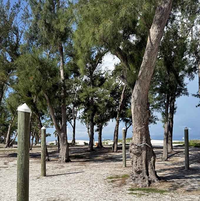 Tall Australian pines casting long shadows across a shaded grove, with bright white beach glowing just beyond the tree line.
