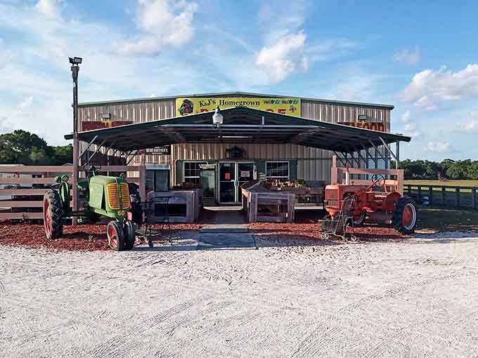 Two vintage tractors flank K&J Homegrown Produce like loyal guardians, standing watch over fresh local goods under that wide open Florida sky.