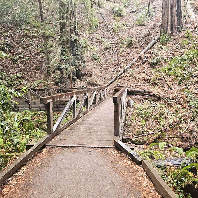 A simple wooden bridge crosses Fife Creek, and somehow crossing it feels like entering a completely different world.