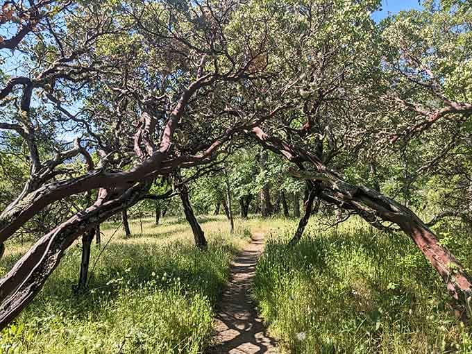 Manzanita trees arch over the trail like nature's own cathedral, and nobody had to buy a ticket to get in.