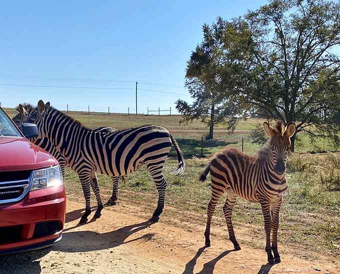 Zebras this close to a minivan is something no nature documentary ever quite prepared you for.