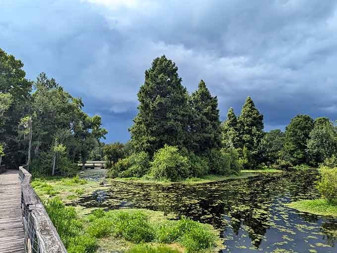 Storm clouds rolling in over the lily pads, turning the swamp into something that looks painted rather than real.