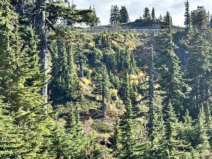 These subalpine firs have been standing here longer than your entire family tree. Show some respect.
