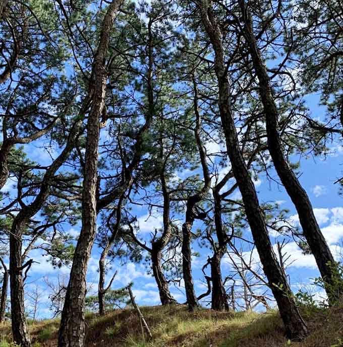 Tall pines reaching for a blue sky, doing what trees do best, which is making everything feel okay.