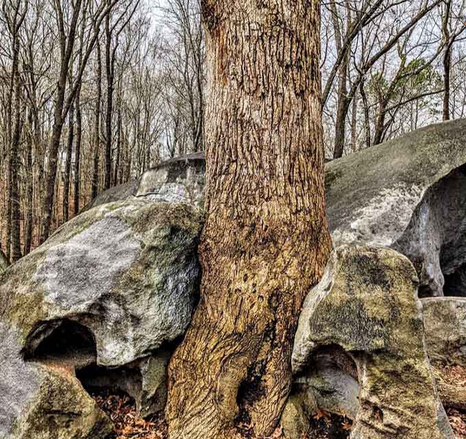 A sturdy tree grows boldly between two granite boulders, proving that nature always finds a way to make things work.
