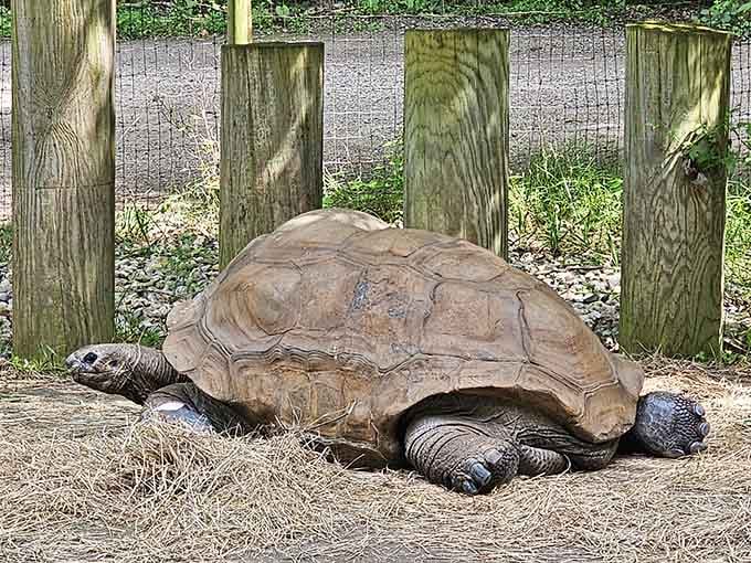 Ancient, unhurried, and completely unbothered. This giant tortoise has seen things, and it's not sharing any of them.