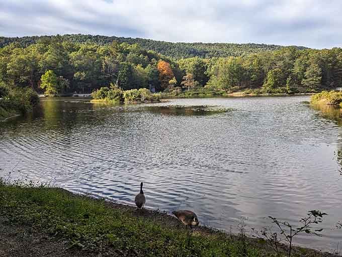 Pandapas Pond and its resident geese remind you that the best neighbors don't always pay rent.