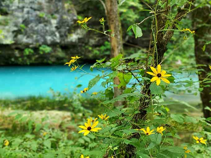 Yellow wildflowers in the foreground, impossible turquoise water behind. Missouri apparently skipped the memo about being ordinary.