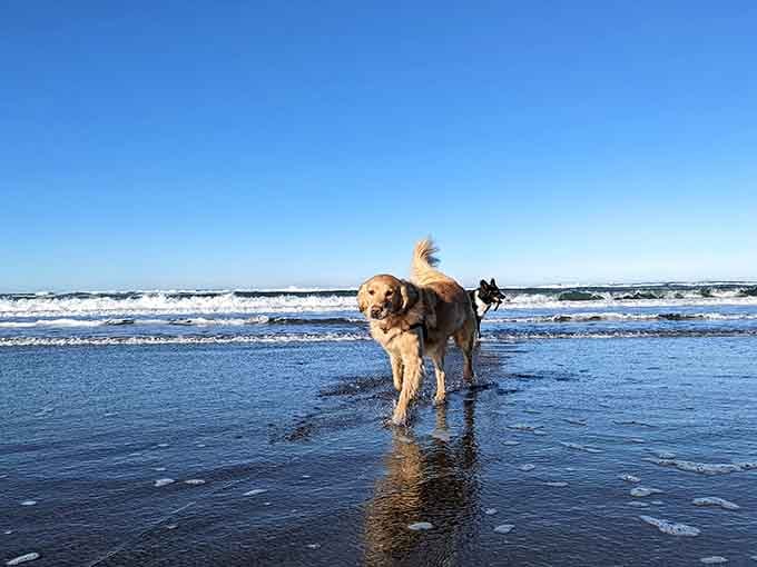 Two happy dogs discovering the Pacific Ocean. Their joy is contagious, and frankly, a little bit inspiring.