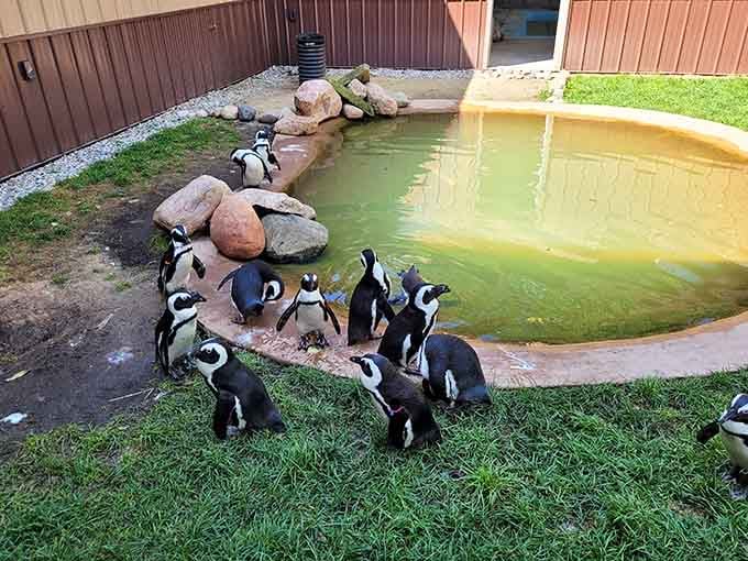 A whole colony of penguins waddling around in Michigan. Nobody told them this wasn't Antarctica, and good.