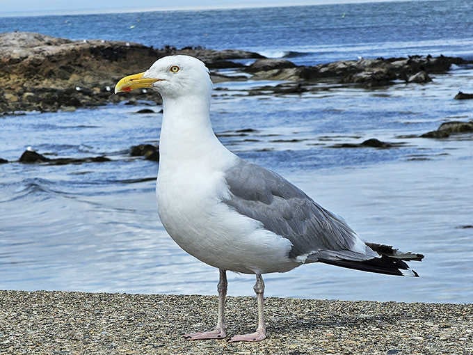 A Brant Rock herring gull surveys his kingdom with the quiet confidence of someone who owns the place.