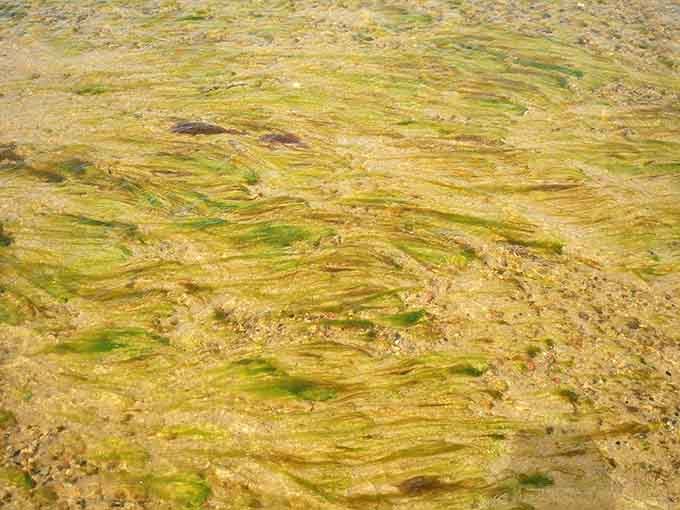 Bright green algae swirling through shallow water, a reminder that the Brewster Tidal Flats are very much alive.