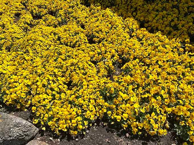 Bright yellow blooms tucked beside the farm's wooden fence, adding color to every corner of this already gorgeous property.