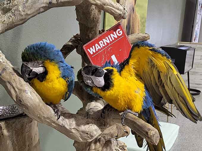 Two blue-and-gold macaws perch beside a warning sign, looking absolutely unbothered and entirely too confident about it.
