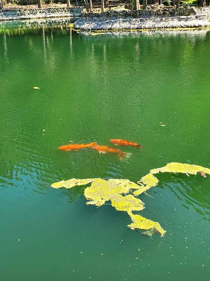 Big, bold koi fish cruising through vivid green water like they're late for something important.