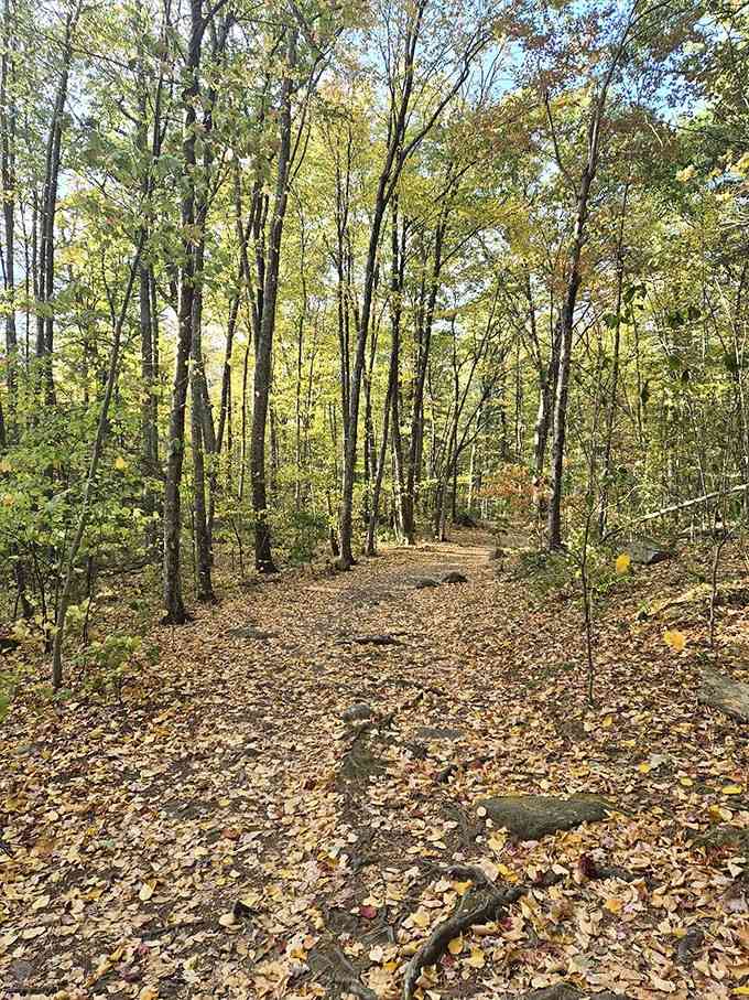 Fall foliage carpets the trail floor like nature decided to redecorate for the season.