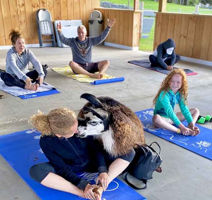 Goat yoga is real, it's happening in Hyde Park, and that goat has absolutely no interest in your downward dog.