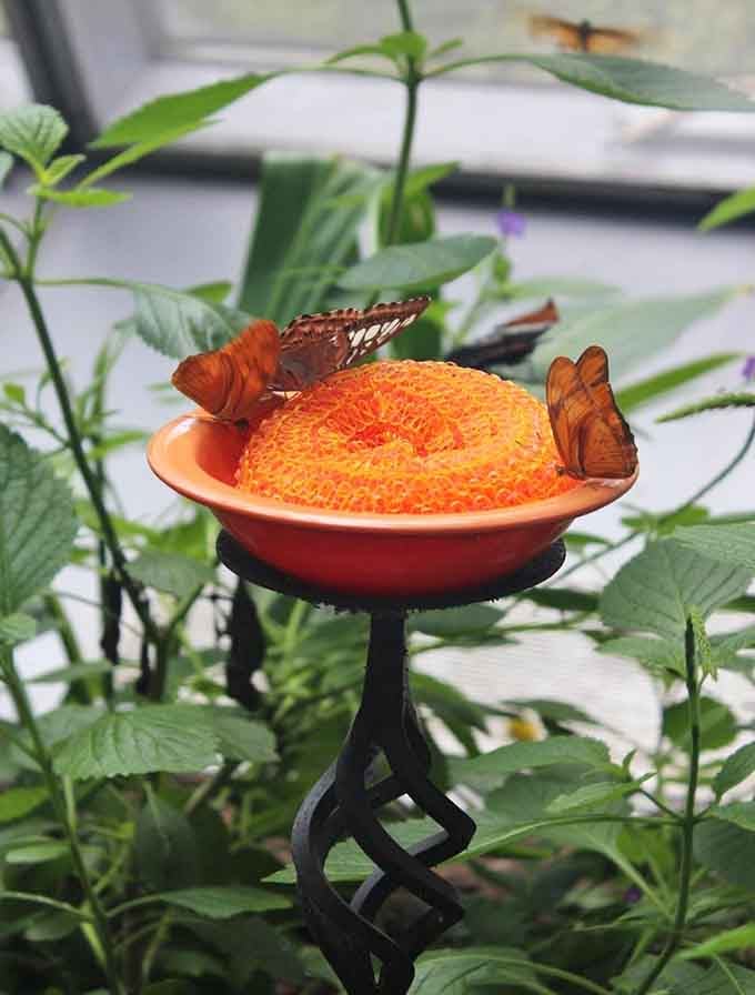 Butterflies sipping nectar from feeding stations, because even nature's most elegant creatures appreciate a good meal served with style.