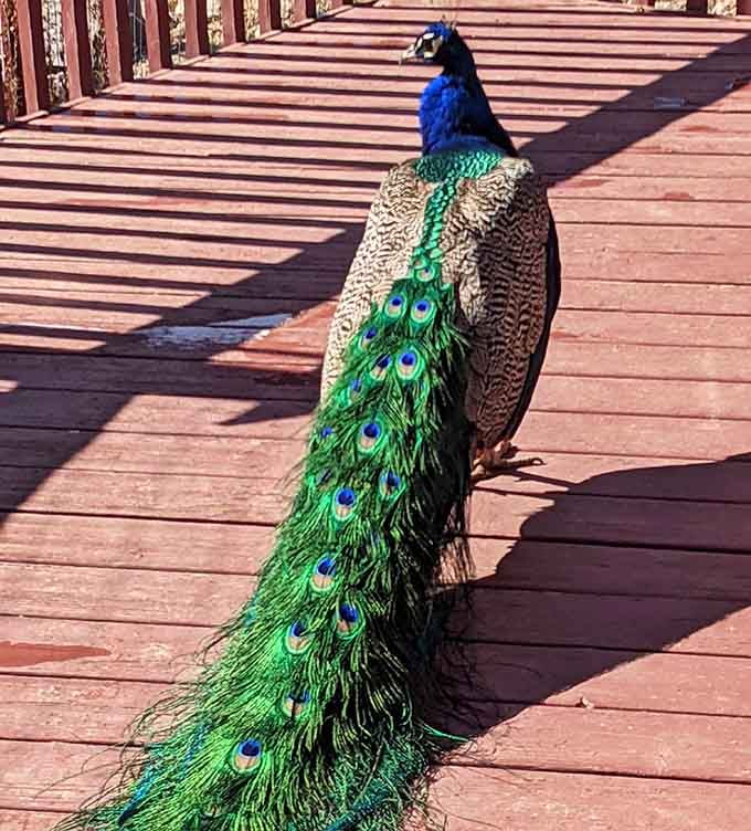 Plot twist: there's also a peacock strutting around like he owns the place, because why not add drama?