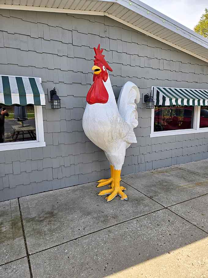 This rooster isn't just a mascot. He's the unofficial greeter, and he takes his job very seriously.