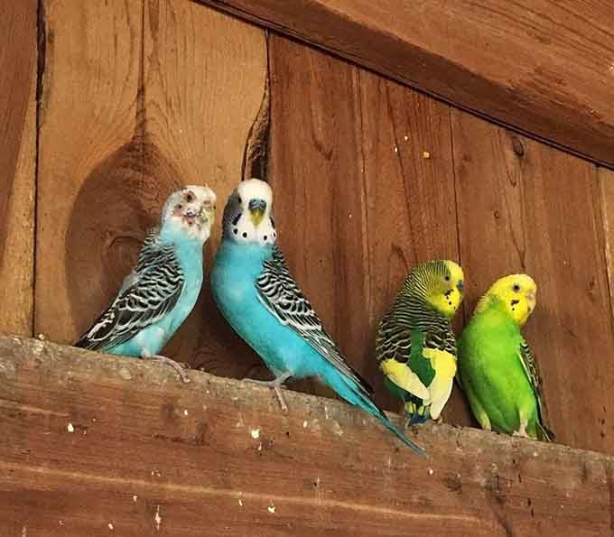 Four budgies lined up on a wooden ledge like the world's most colorful, opinionated little panel of judges.