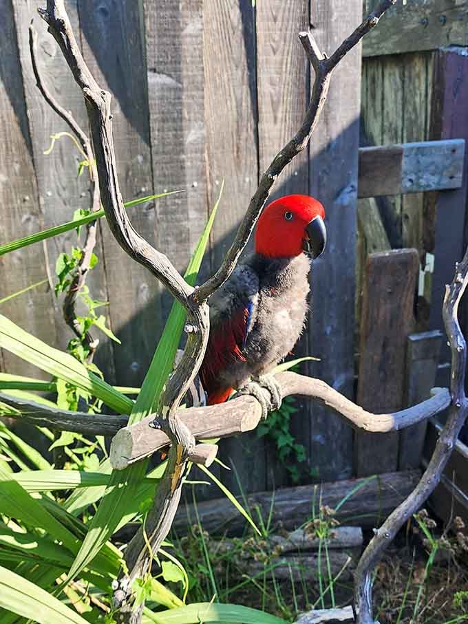 Perched on a twisted branch with that brilliant red head catching the golden light, this bird is absolutely dressed for the occasion.